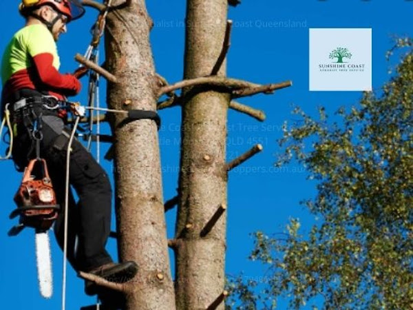 Sunshine Coast Arborist Tree Service - Tree Service in Little Mountain ...